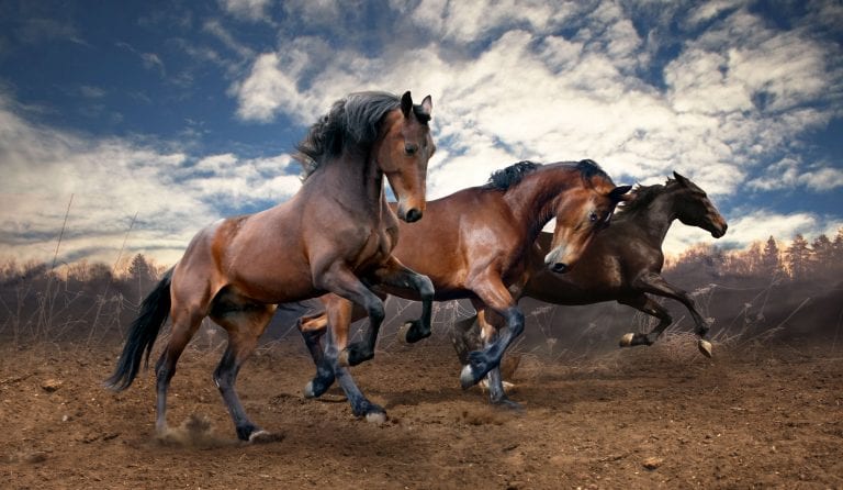 The Fascinating Story of Fergus the Horse and Jean the Artist - Top ...