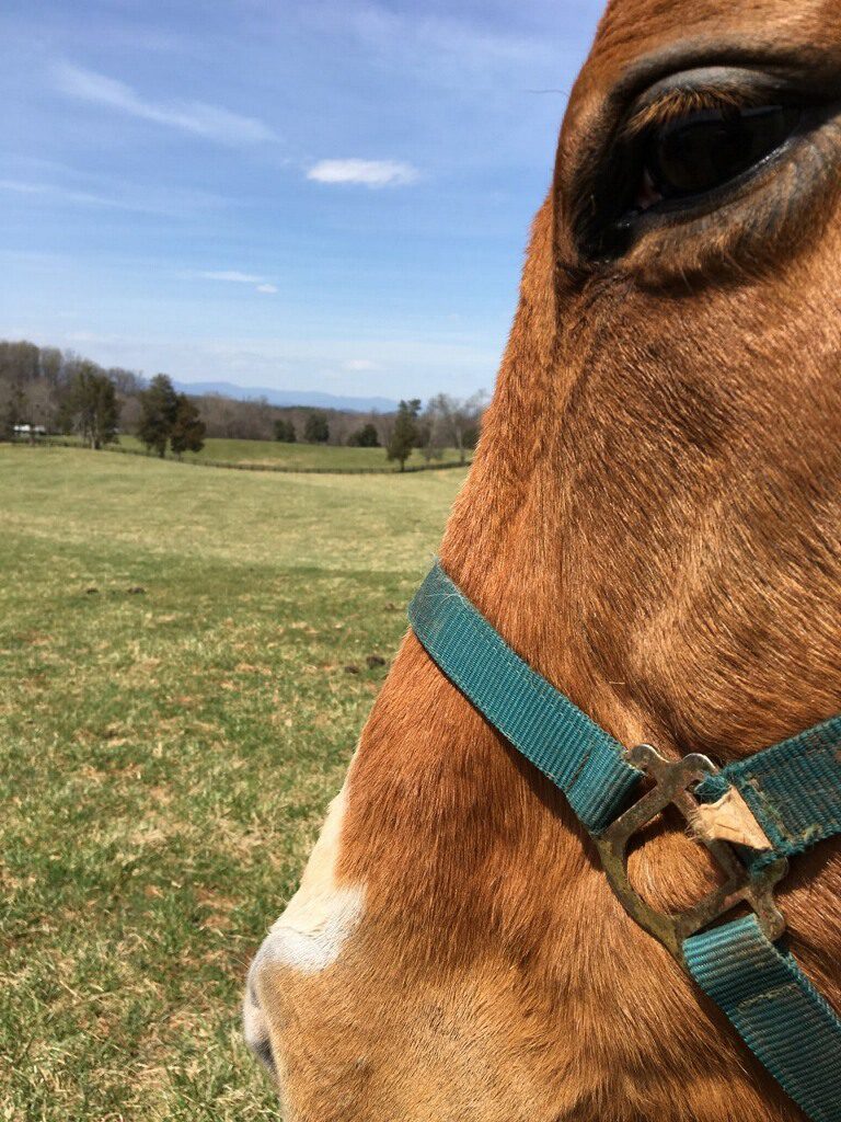 What the Thoroughbred Retirement Foundation Is and Why it's Important ...