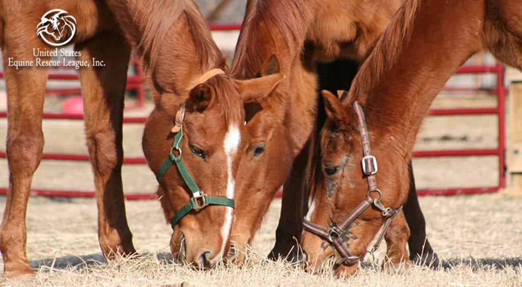 US Equine Rescue League RVA: Growing an Equine Non-Profit - Top Line ...