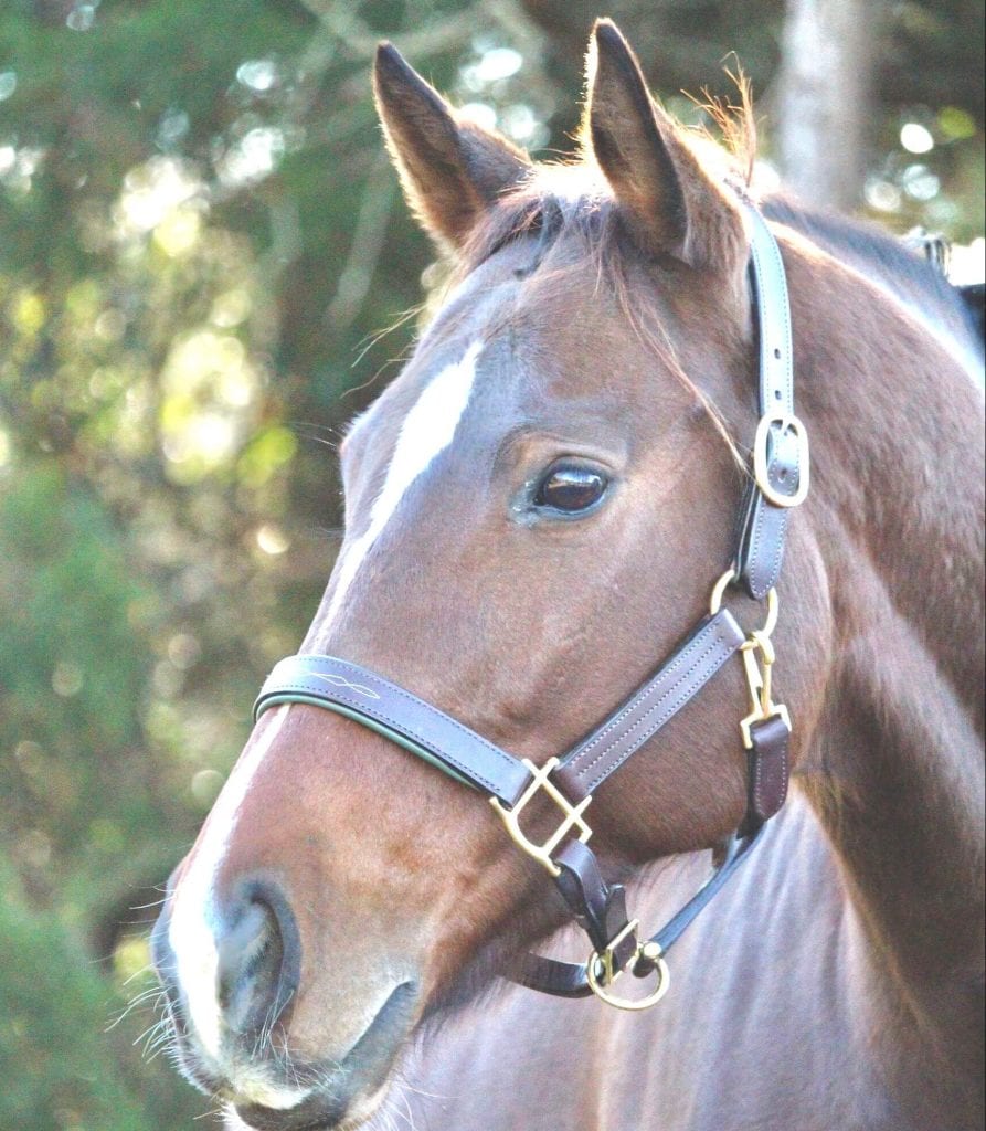 Sabrina Riehl: Equestrian Blogger - Top Line Media Team