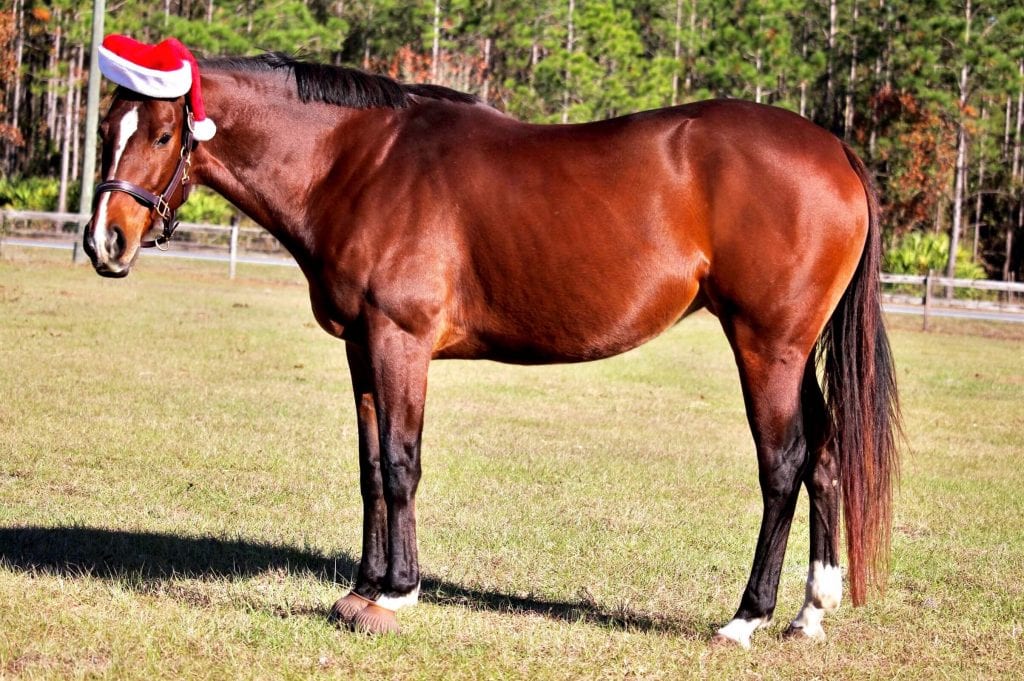 Sabrina Riehl: Equestrian Blogger - Top Line Media Team